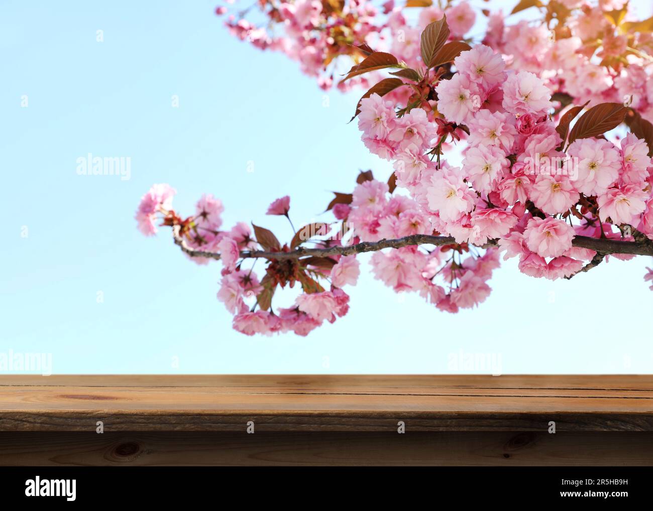 Empty wooden surface under spring tree branches with beautiful flowers ...