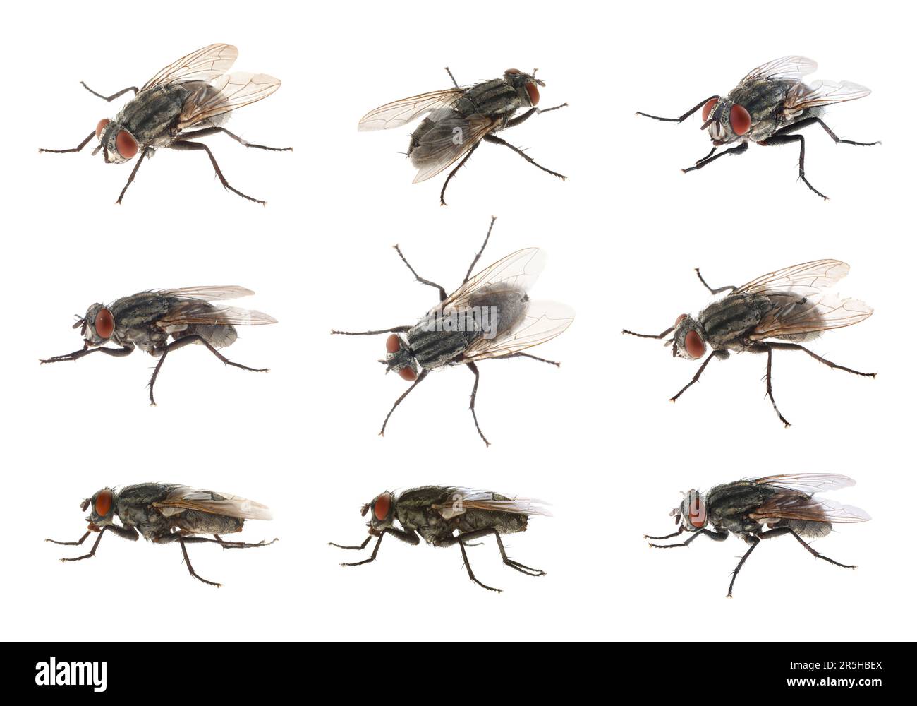 Collage with common black flies on white background Stock Photo - Alamy