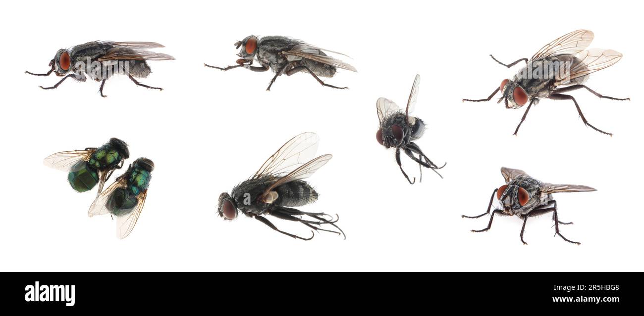 Collage with different common flies on white background Stock Photo - Alamy