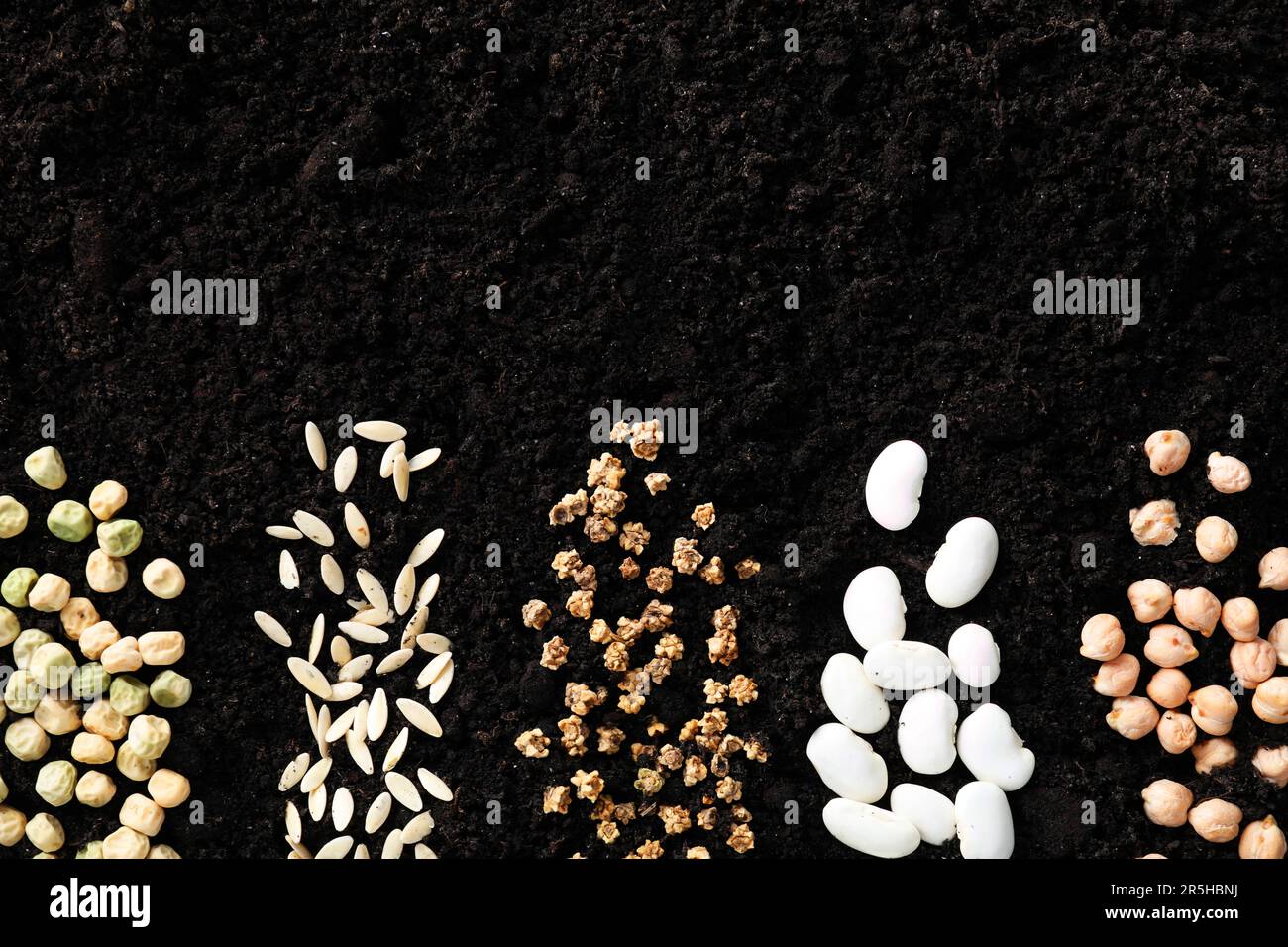 Different vegetable seeds on fertile soil, flat lay. Space for text ...