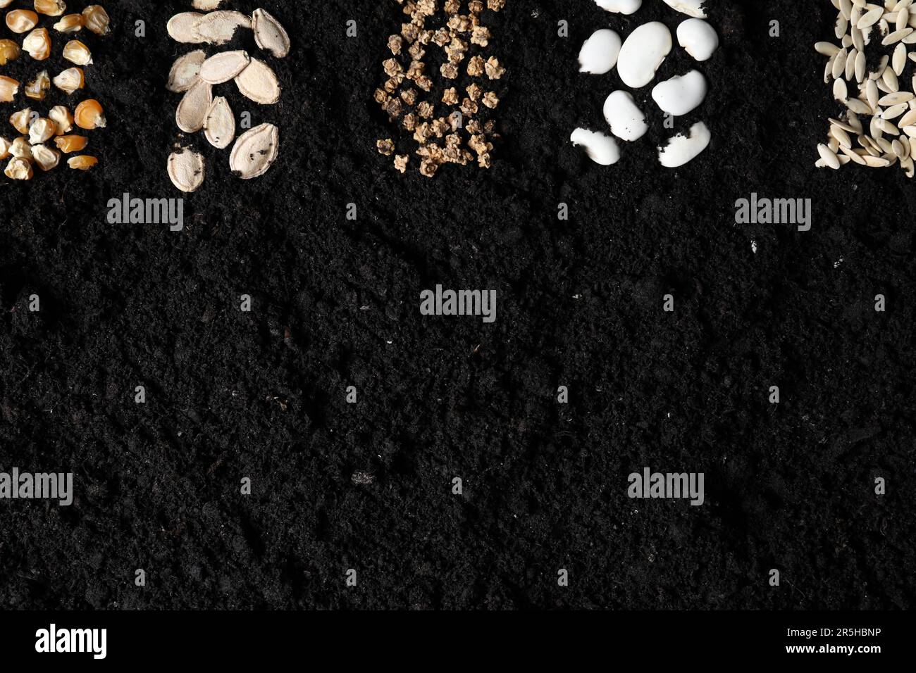 Different vegetable seeds on fertile soil, flat lay. Space for text ...