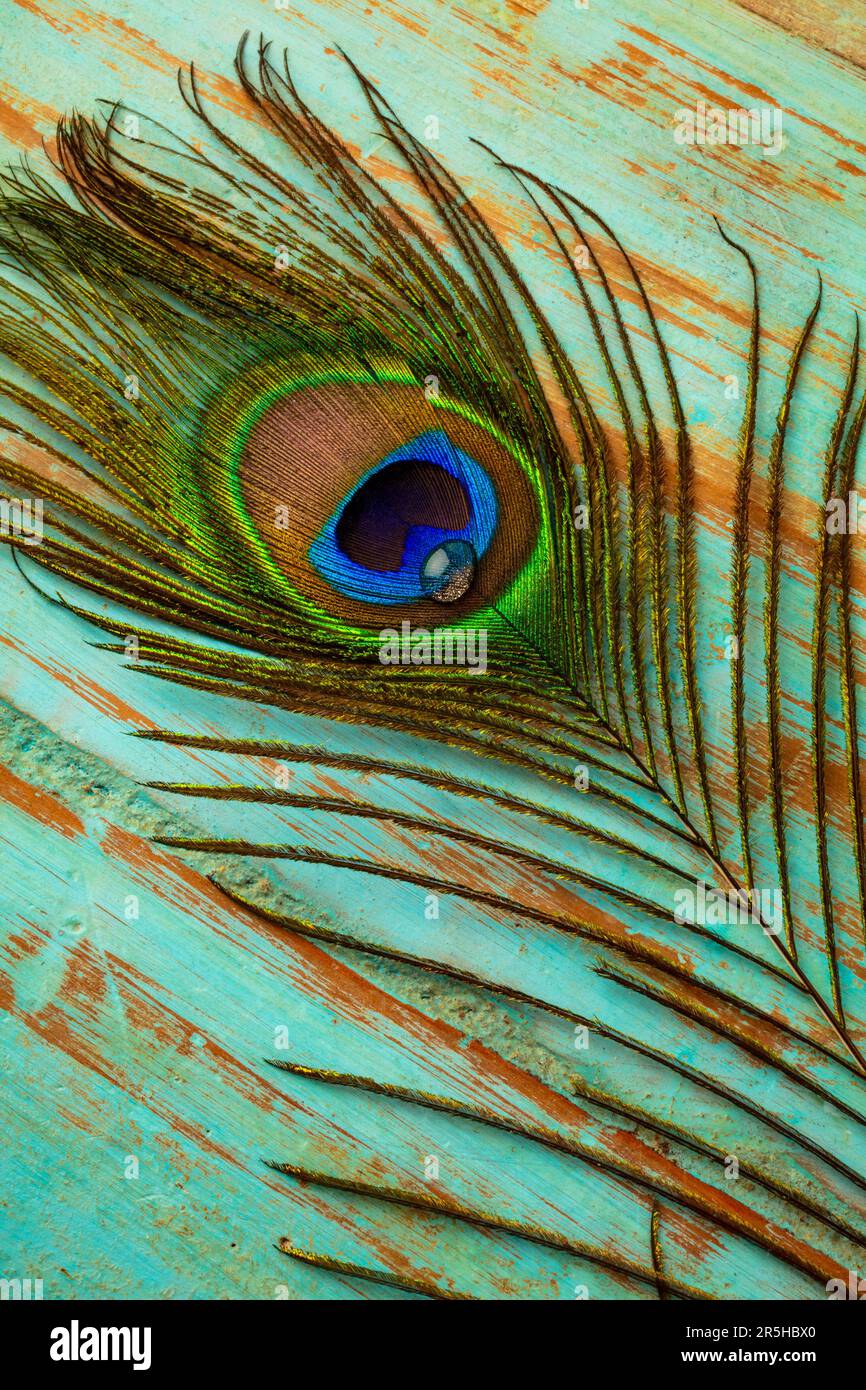 Peacock Feather With Dew Drop Still Life Stock Photo - Alamy