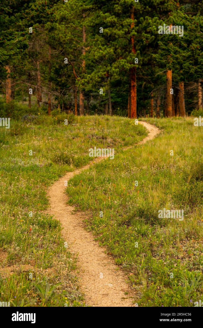 Dirt Trail Curves Through Open Meadow in Rocky Mountain National Park ...