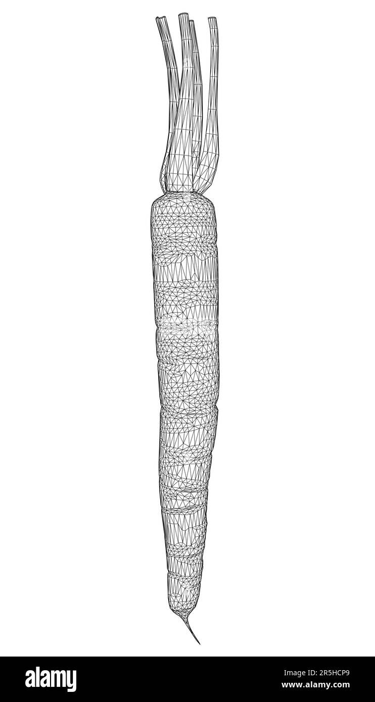 Carrot wireframe from black lines isolated on white background. 3D ...
