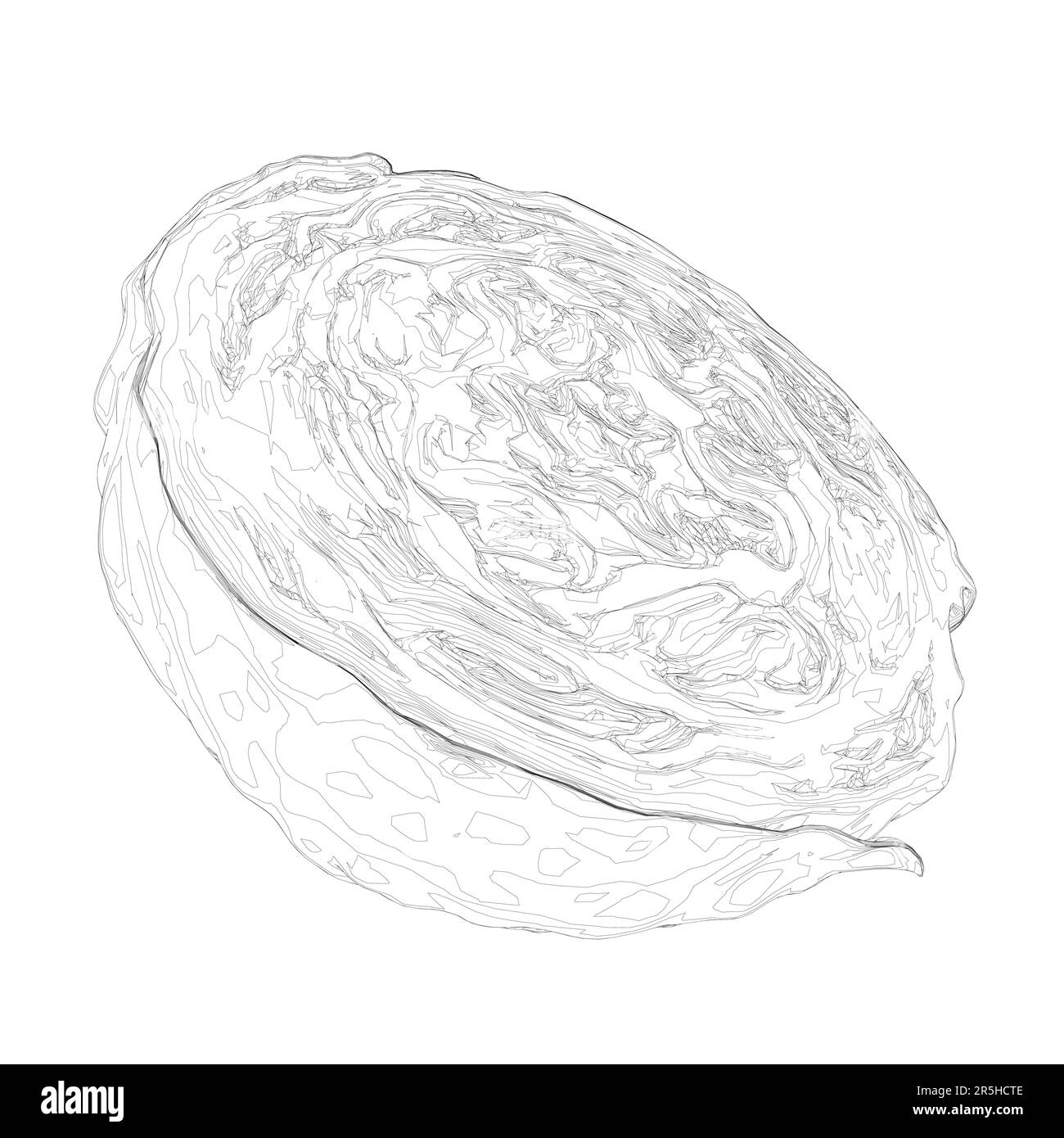 Outline of half a cabbage in a cut from black lines isolated on a white ...