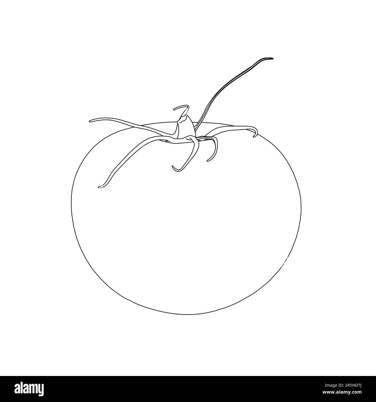 Outline of a tomato from black lines isolated on a white background ...