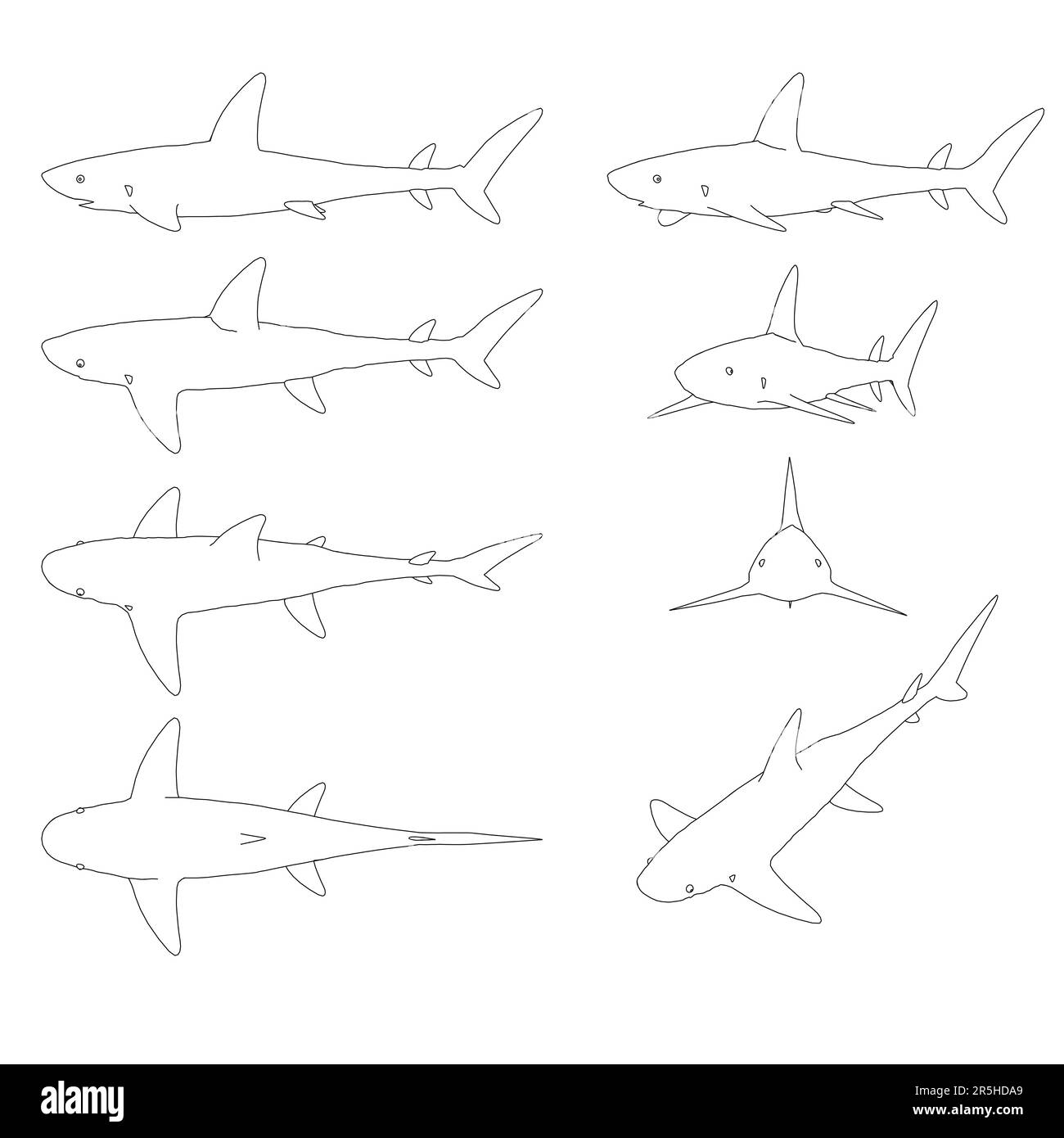 Set with contours of a shark in different positions from black lines ...