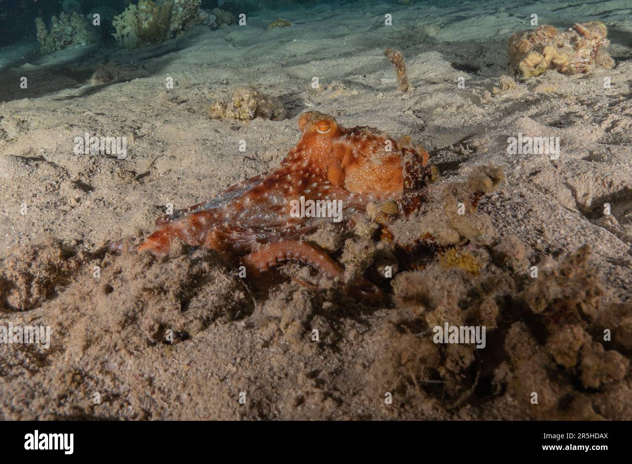 Octopus king of camouflage in the Red Sea, Eilat Israel Stock Photo - Alamy