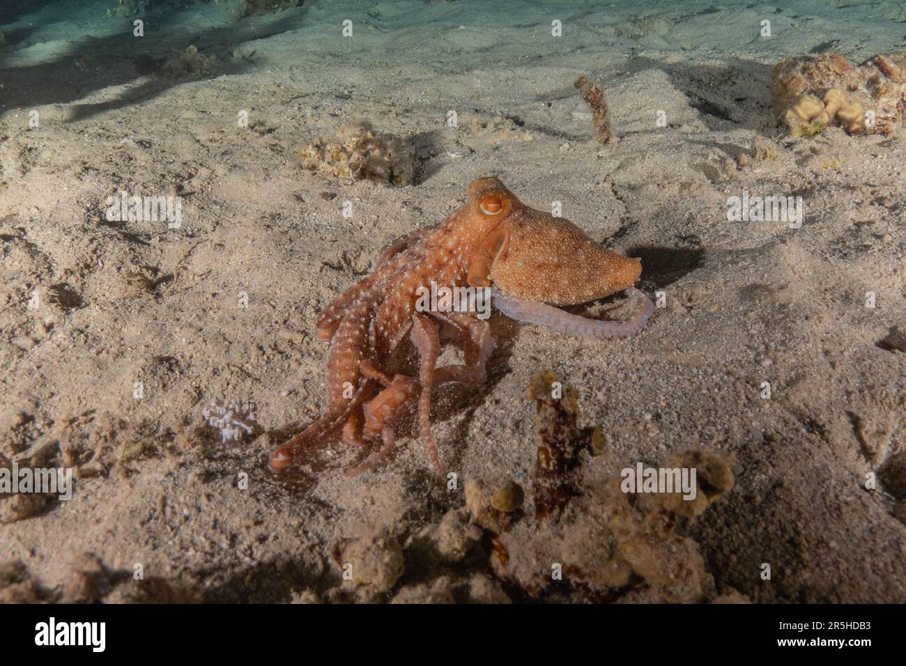 Octopus king of camouflage in the Red Sea, Eilat Israel Stock Photo - Alamy