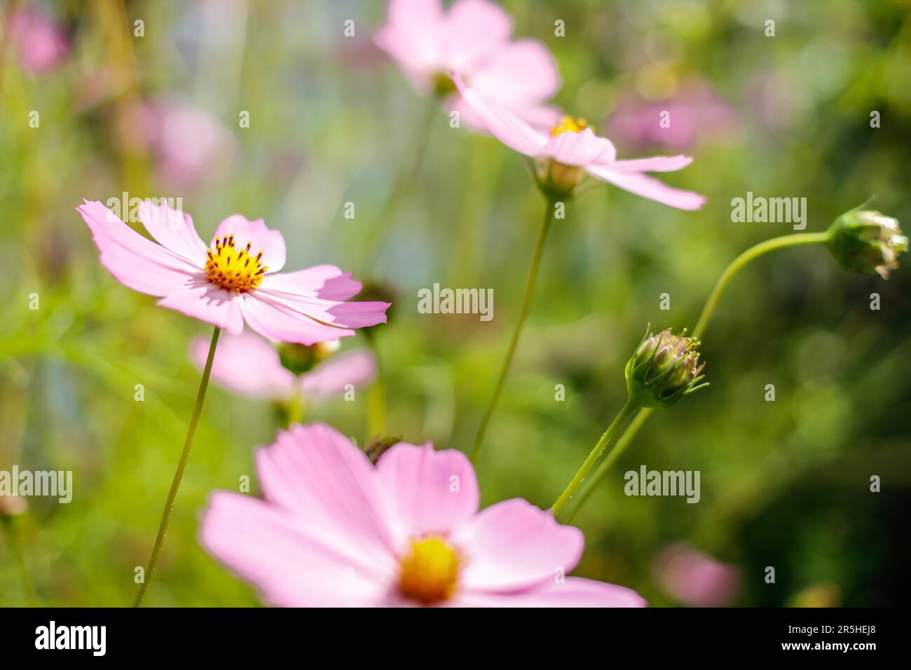 The beautiful Cosmos flower in the garden Stock Photo - Alamy