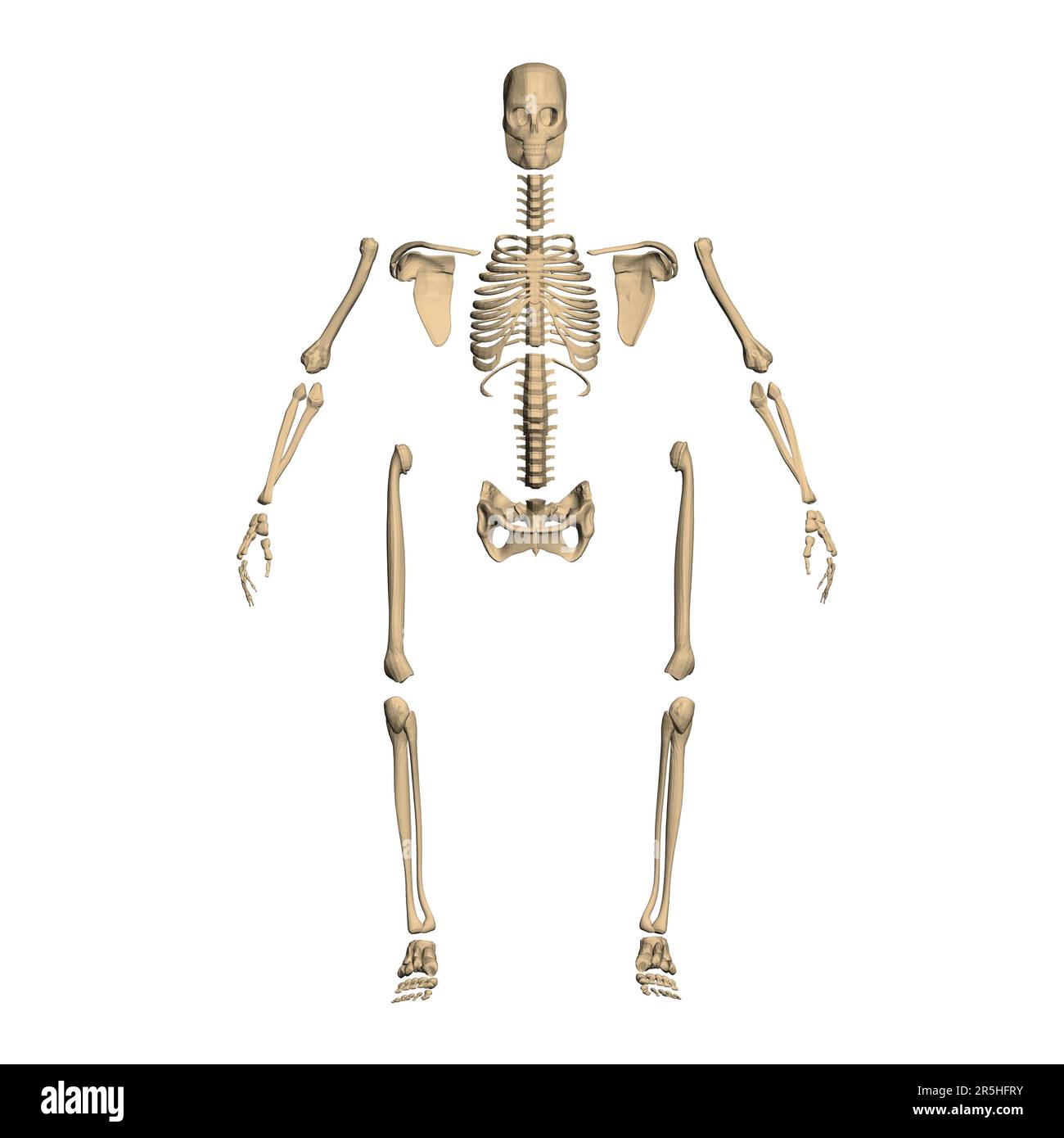 Polygonal model of a disassembled human skeleton from black lines ...