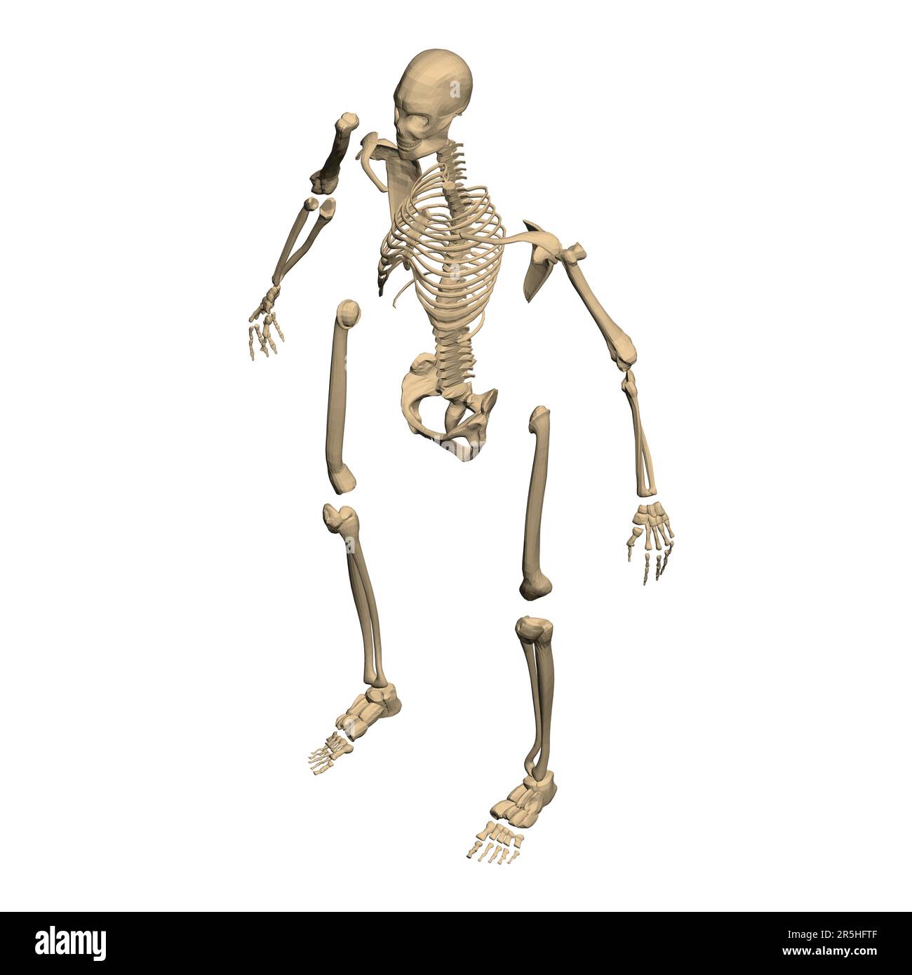 Polygonal model of a disassembled human skeleton from black lines ...