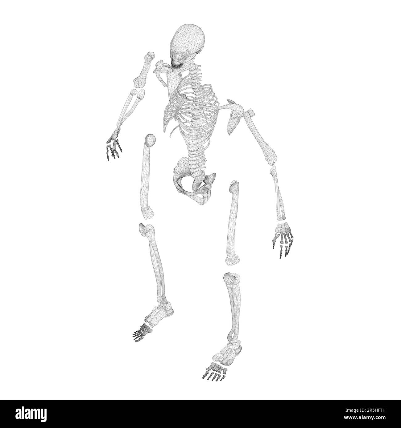 Wireframe of a disassembled human skeleton from black lines isolated on ...