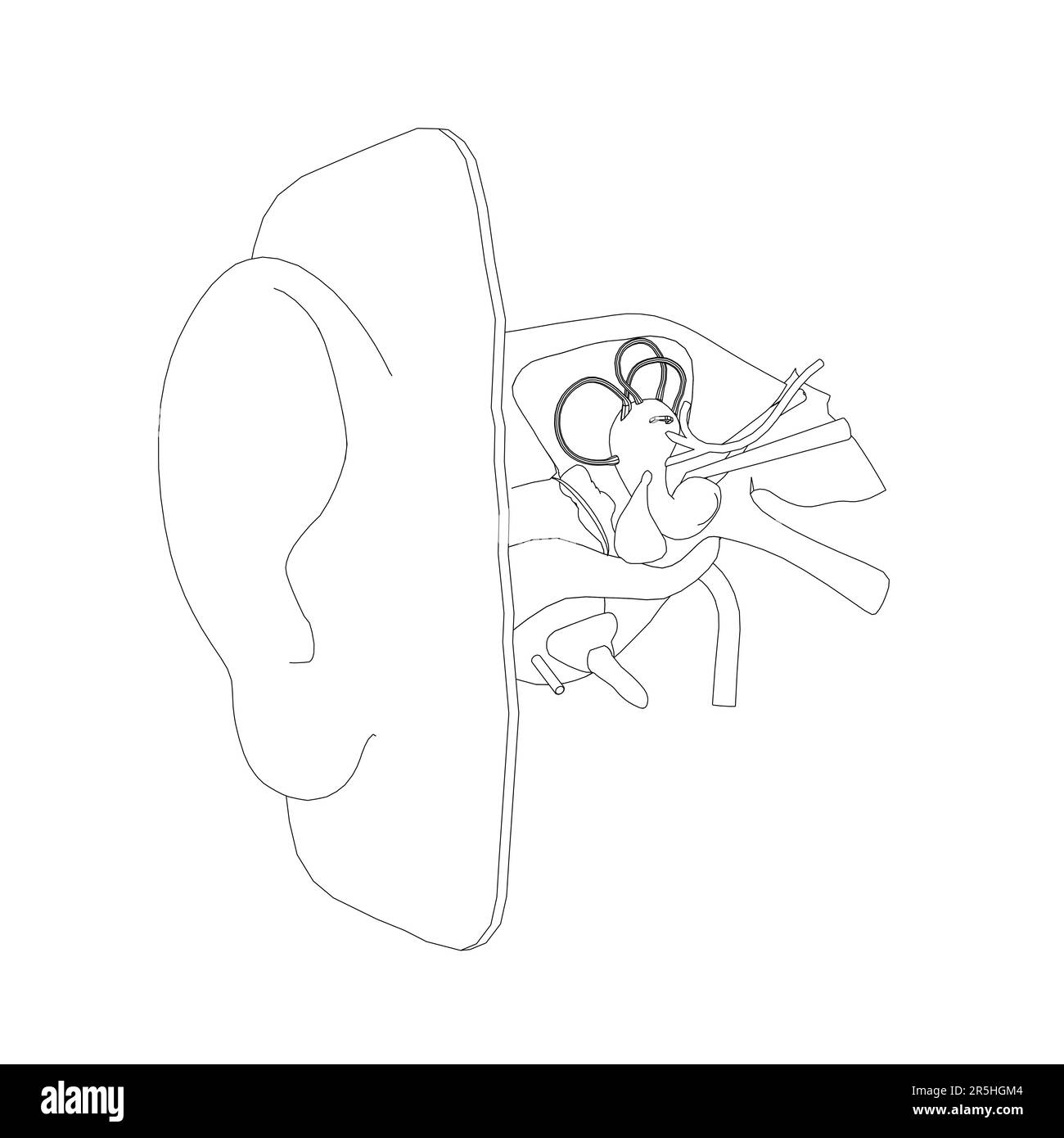 The contour of the human ear with the internal structure of the organ ...