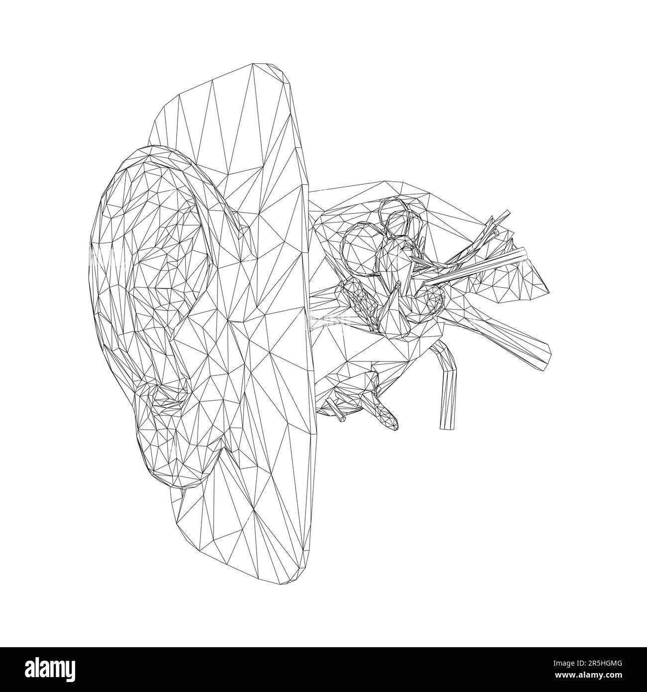 Wireframe of the human ear with the internal structure of the hearing ...