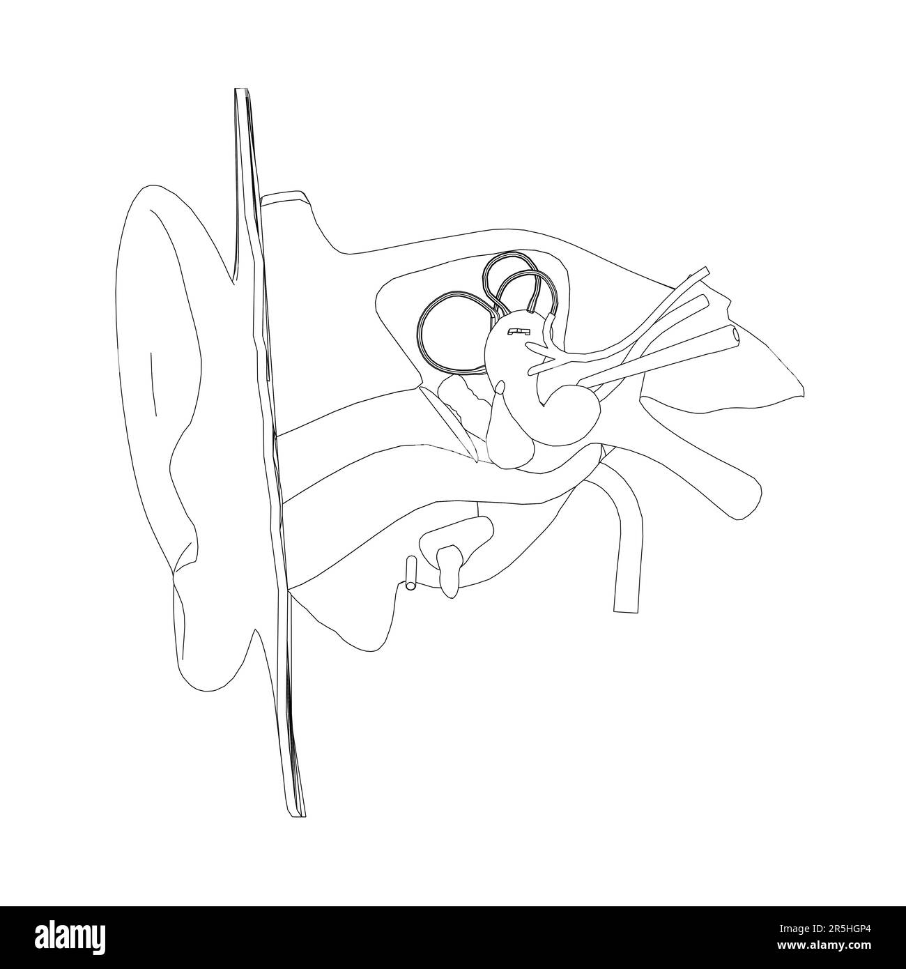 The contour of the human ear with the internal structure of the organ ...