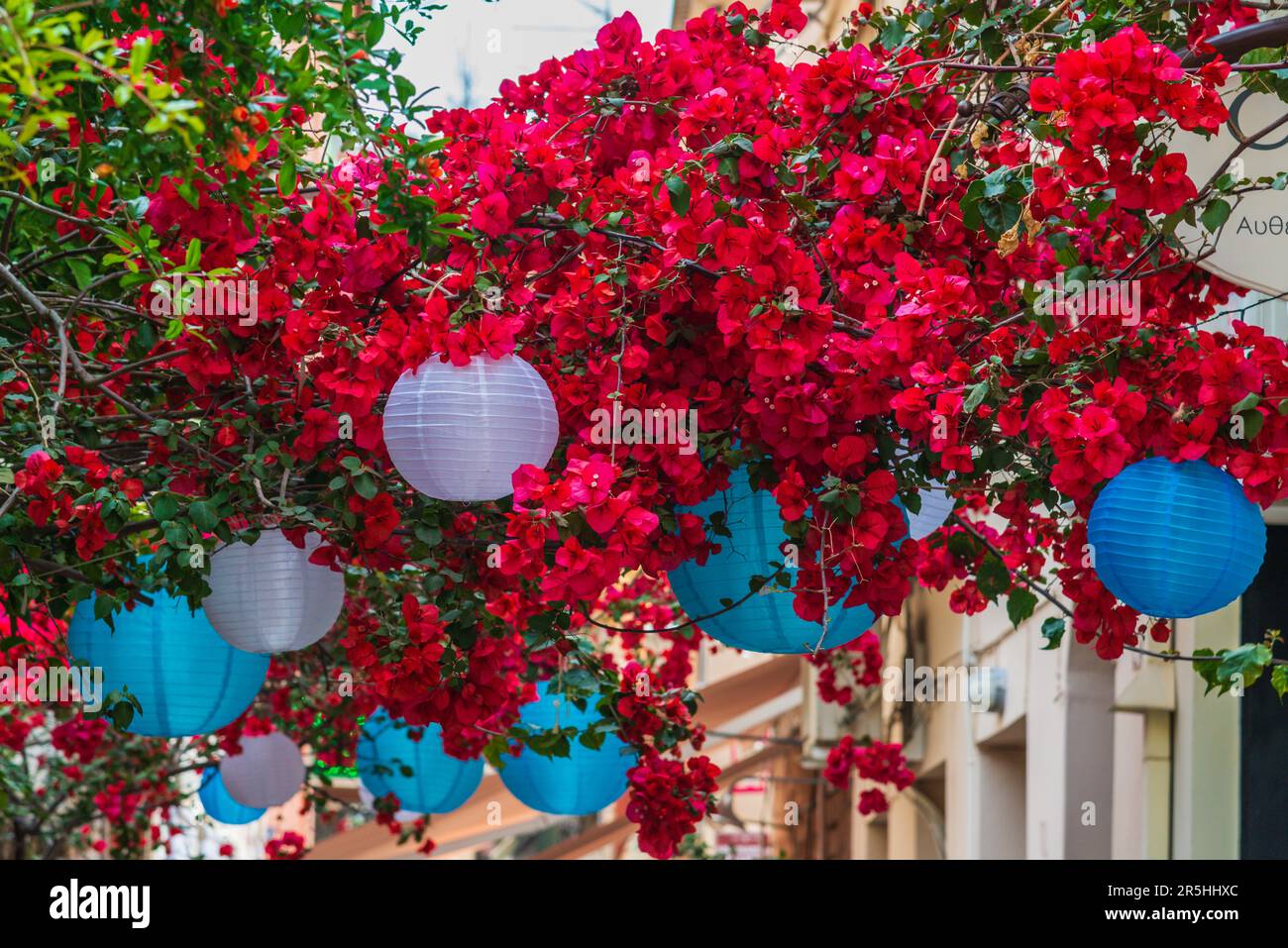 Pink bougainvillea flowers santorini greece hi-res stock photography ...
