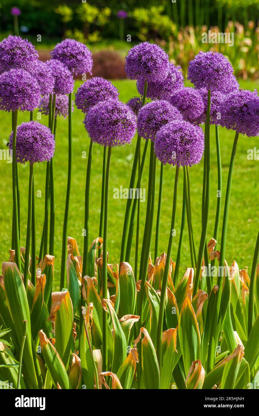 Allium giganteum (Ornamental Onion). New England Botanic Garden at ...