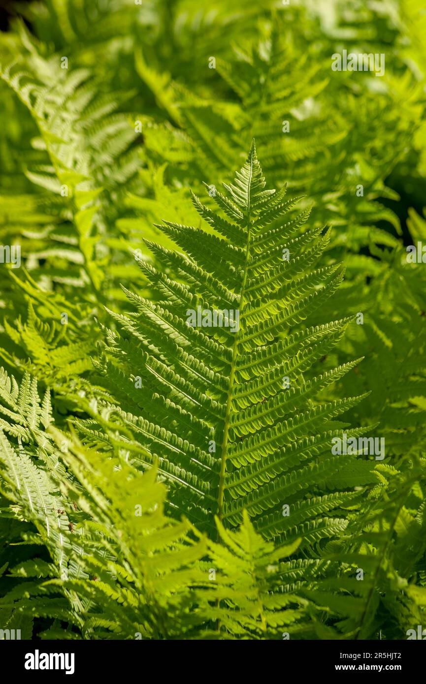 Ferns (Polypodiopsida). New England Botanic Garden at Tower Hill ...