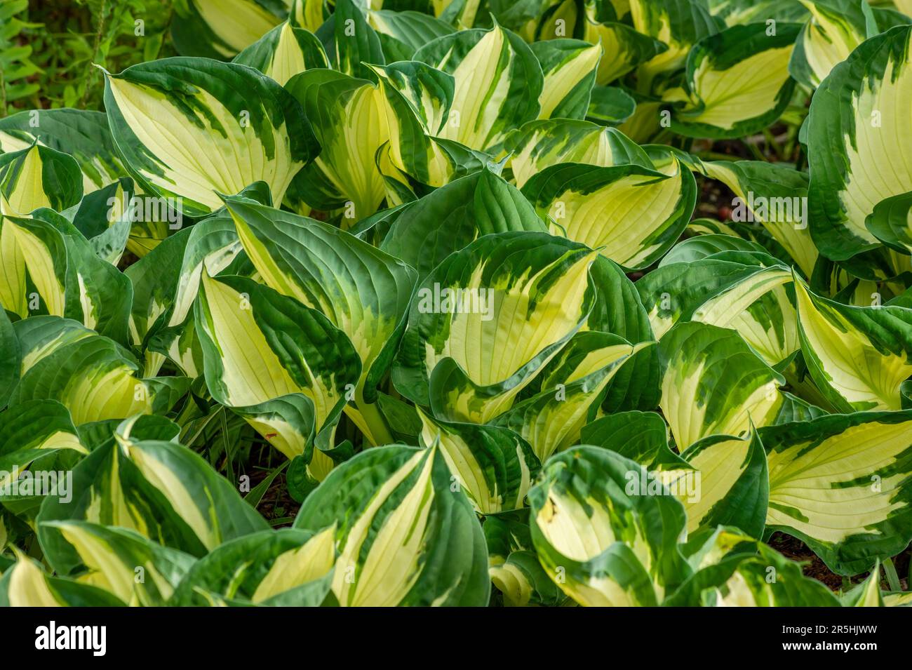 Hosta magic island hi-res stock photography and images - Alamy