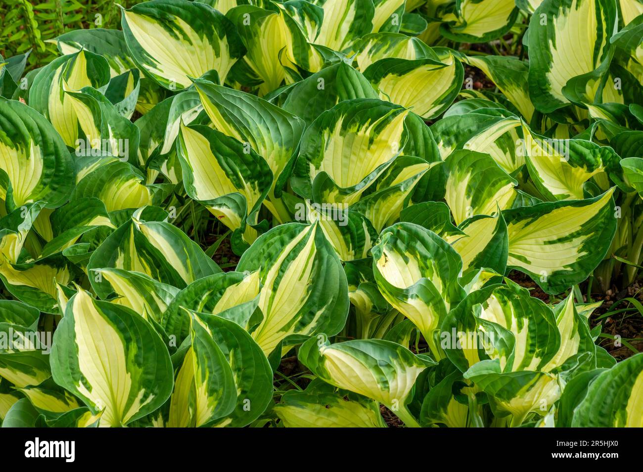 Hosta magic island hi-res stock photography and images - Alamy