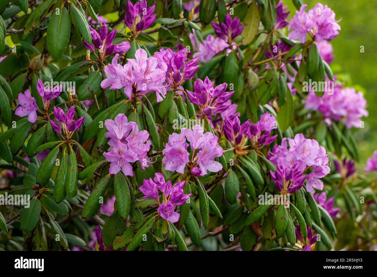 Purple Azalea (Rhododendron), New England Botanic Garden at Tower Hill ...