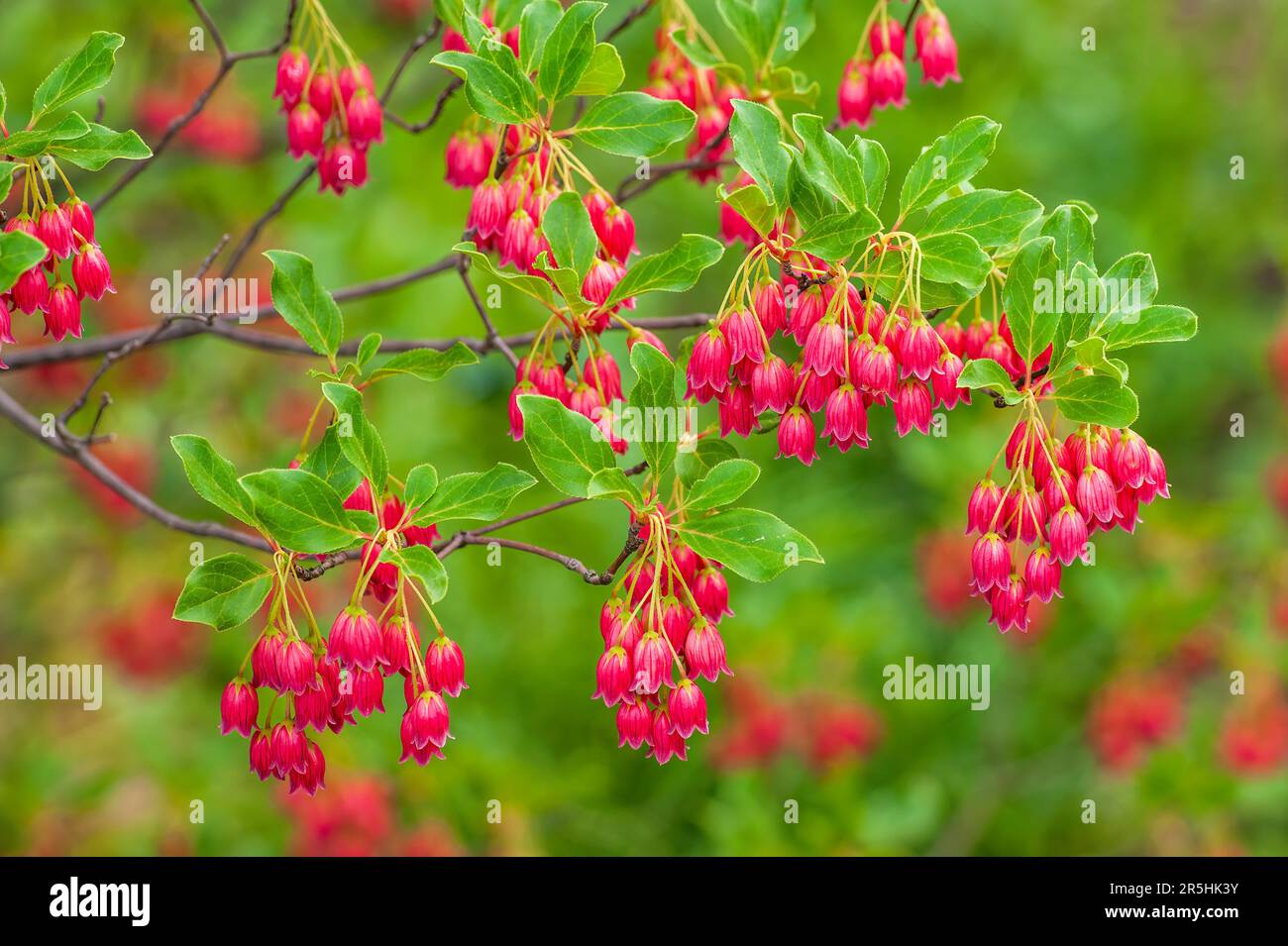 Showy bell shaped flowers hi-res stock photography and images - Alamy