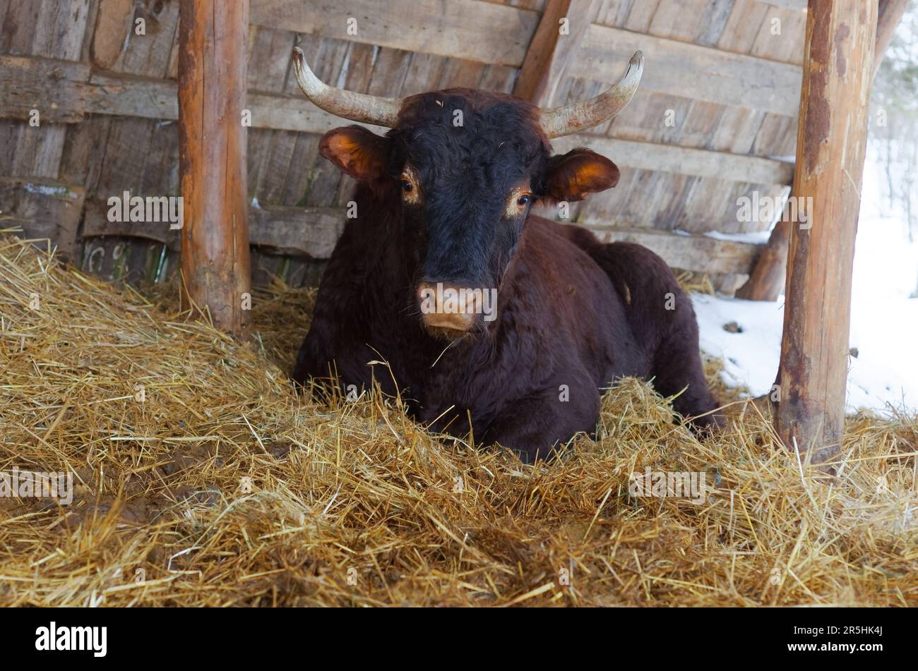Beef cattle resting in a shed. Quebec,Canada Stock Photo - Alamy