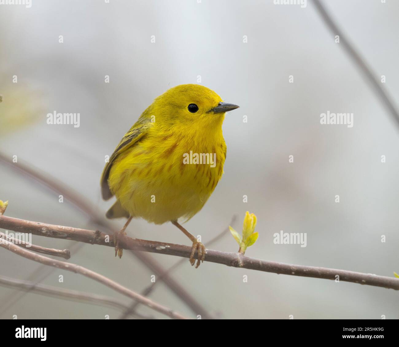 Active ohio hi-res stock photography and images - Alamy