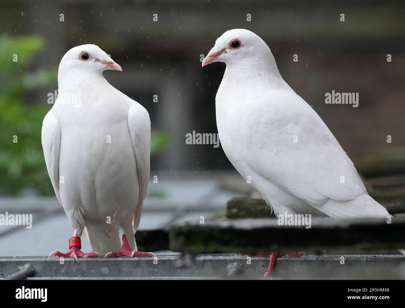 Beelitz, Germany. 23rd May, 2023. Two wedding pigeons of the pigeon ...