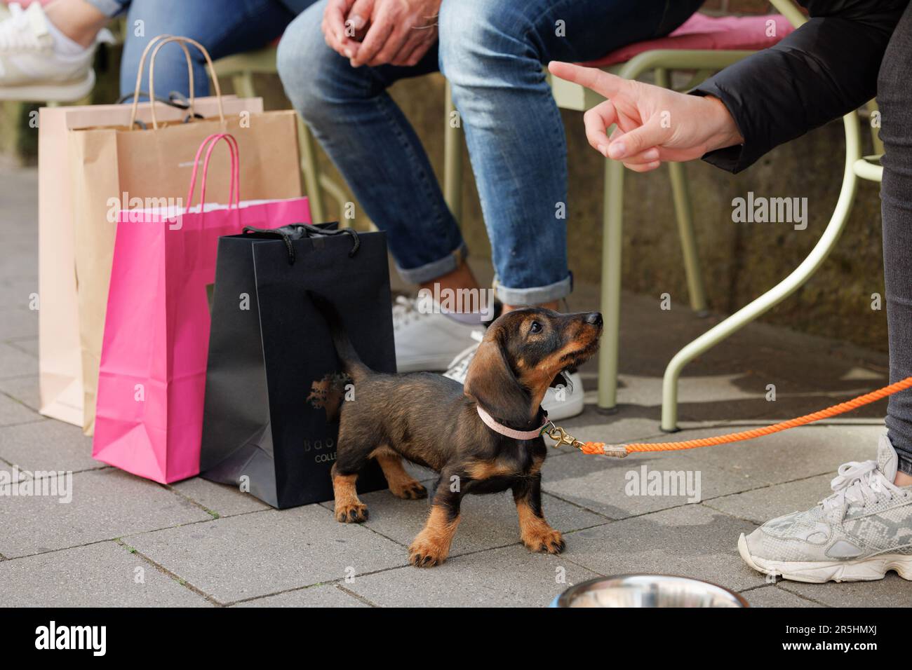 02 June 2023, North Rhine-Westphalia, Münster: The dachshund "Emma ...