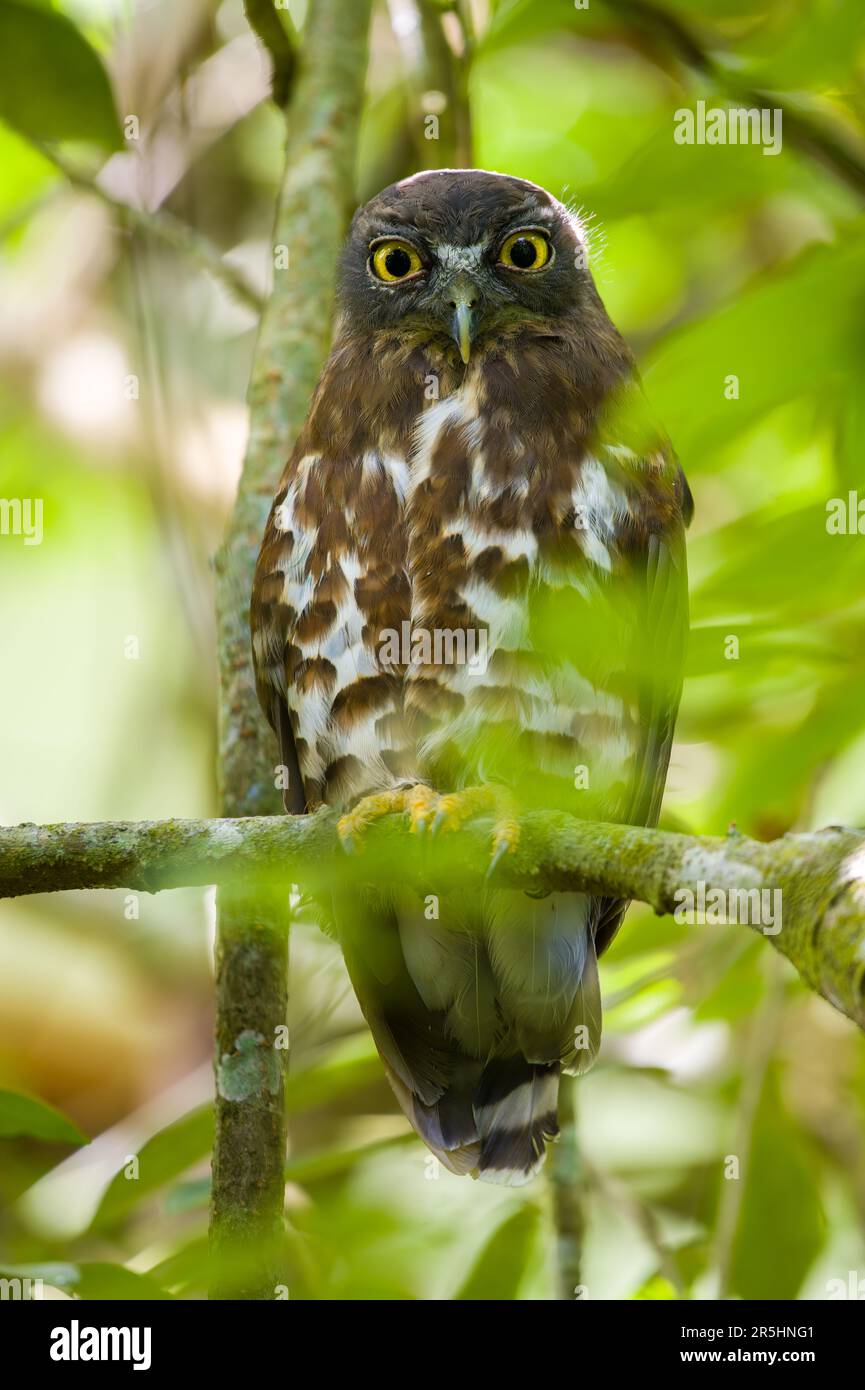 Brown boobook owl close-up portrait photograph. Roosting on a tree ...
