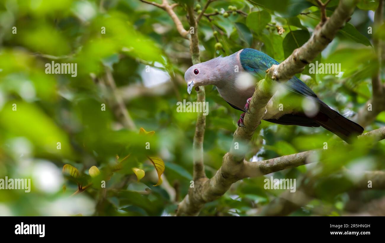 Green imperial pigeon perch on a banyan tree searching for wild fruits ...