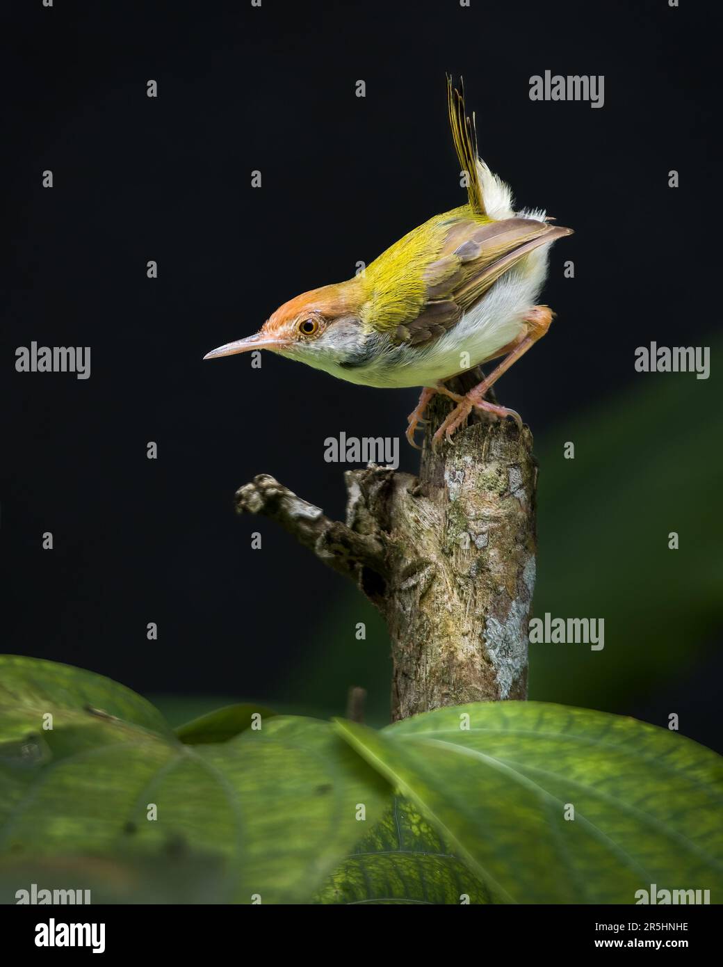 Beautiful Common tailorbird female close-up portraiture photograph ...