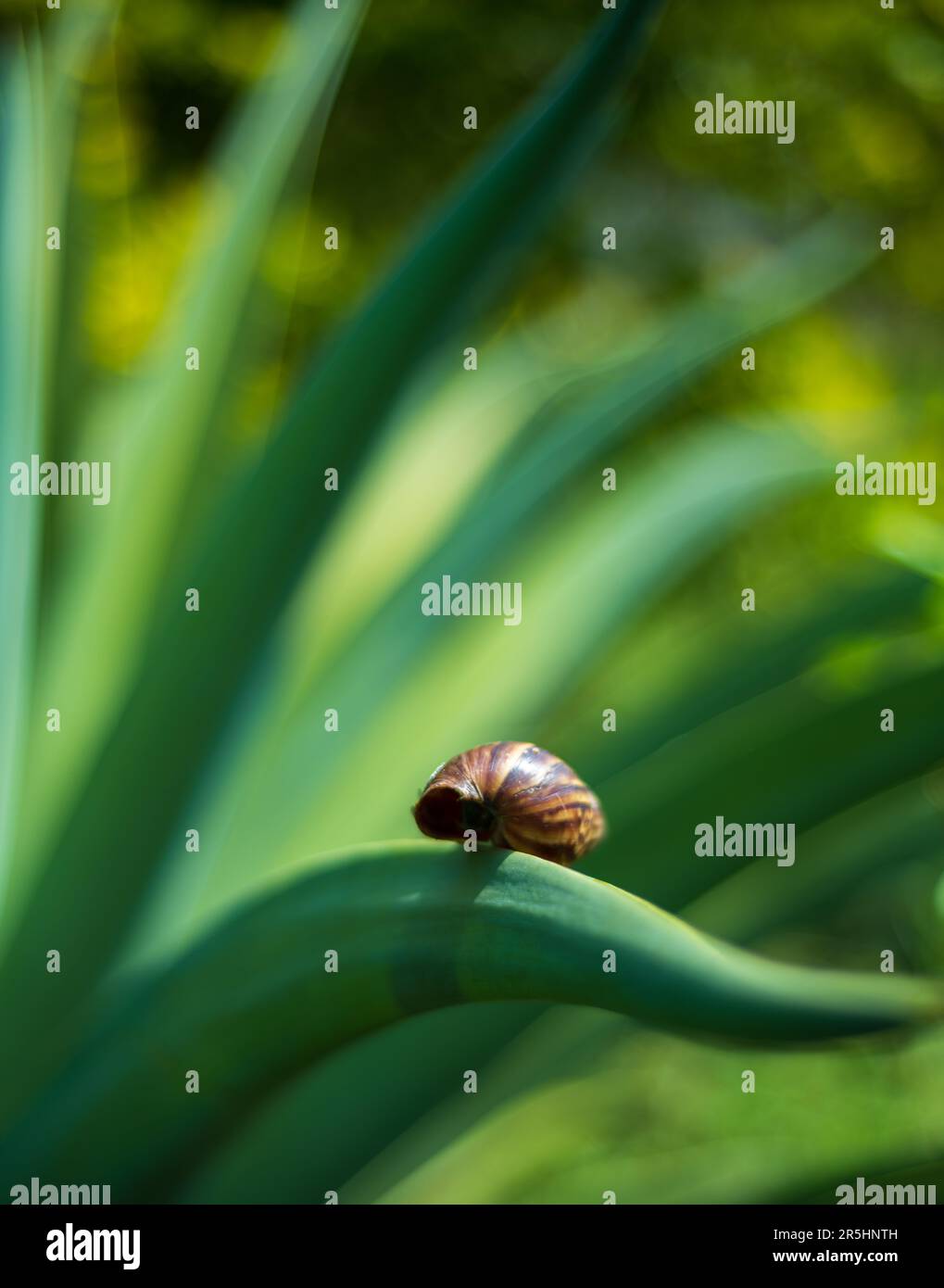 Dead land snail hi-res stock photography and images - Alamy