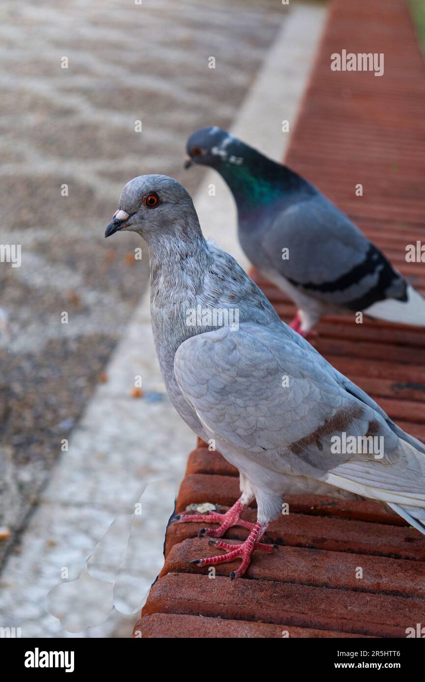 Stray pigeons hi-res stock photography and images - Alamy