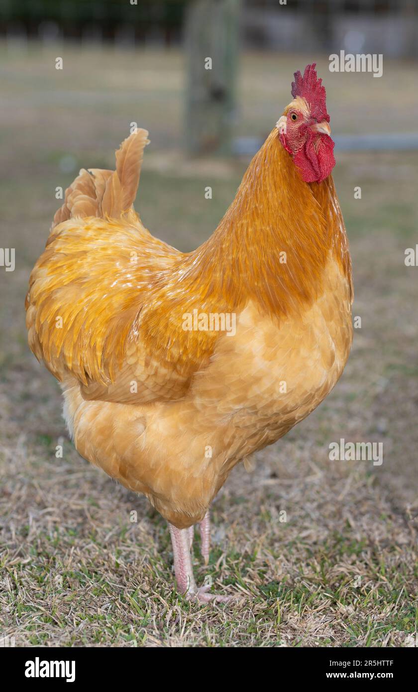 What Looks Like A Rooster