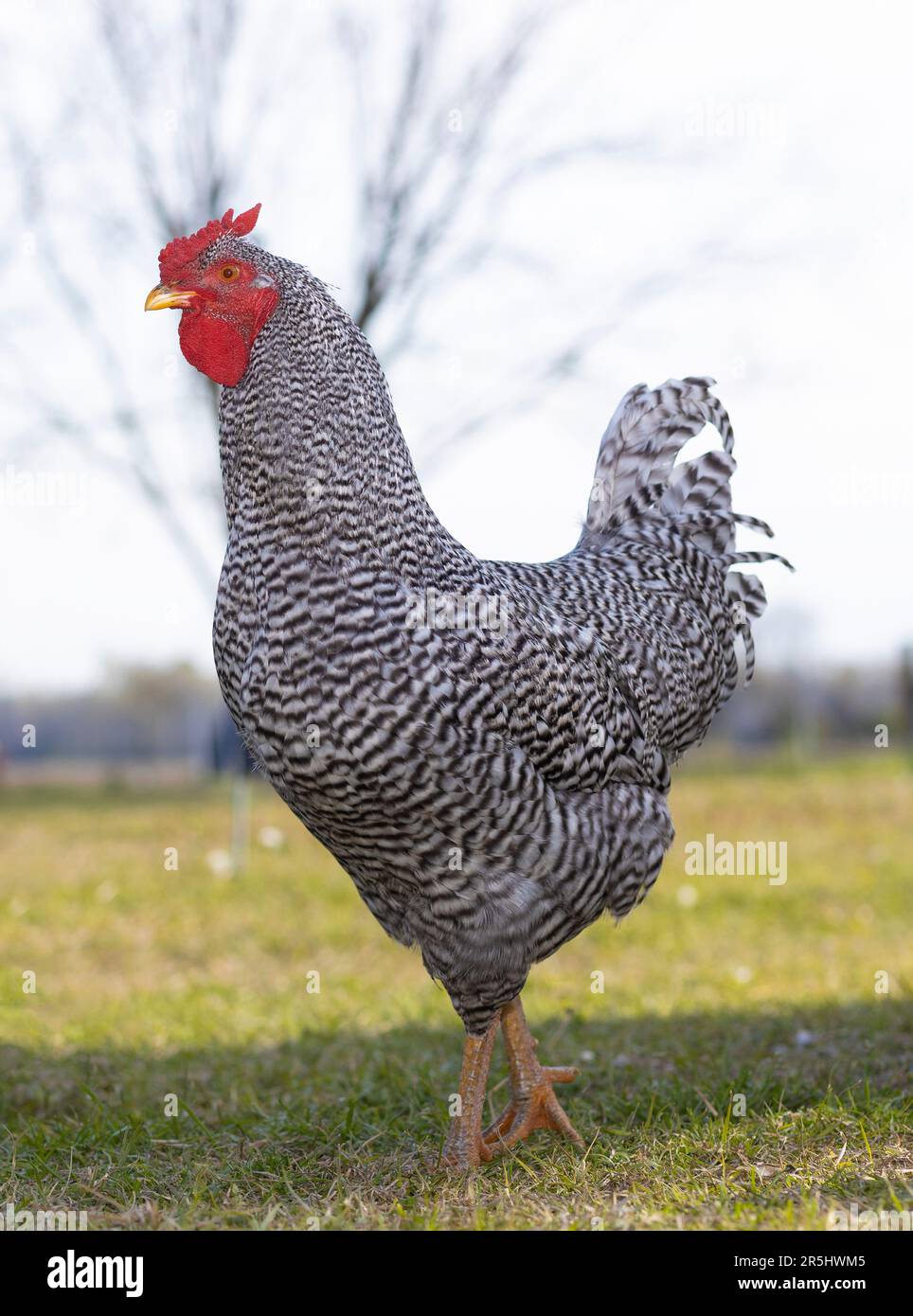 Dominique chicken hi-res stock photography and images - Alamy