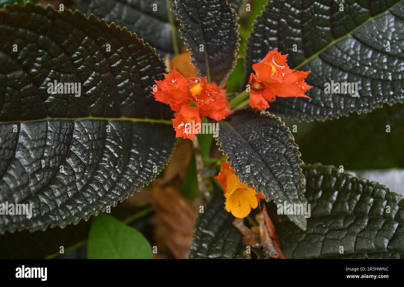 High angle view of a Begonia variety plant with the rain soaked orange ...
