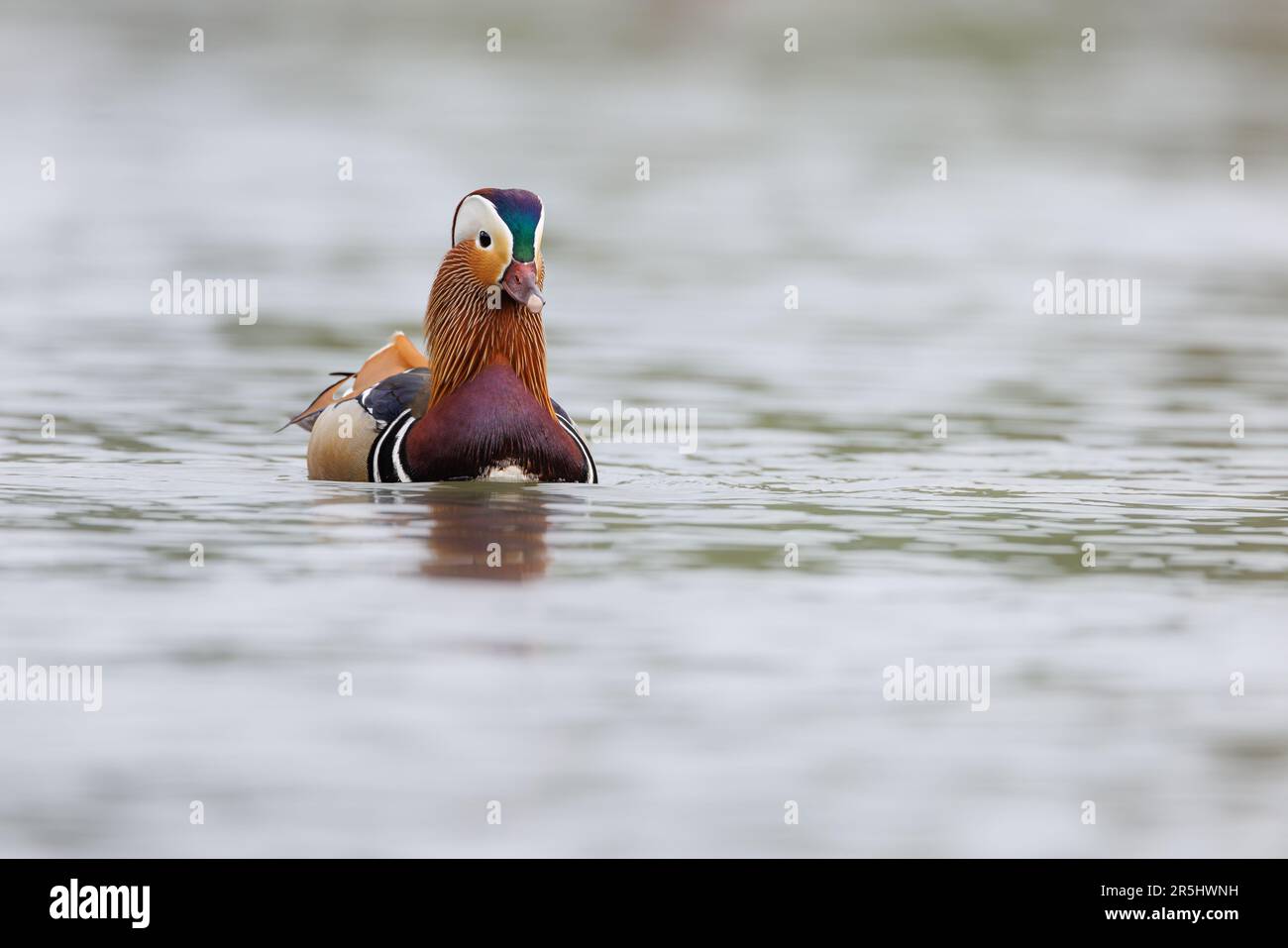 Aix galericulata wildlife hi-res stock photography and images - Alamy