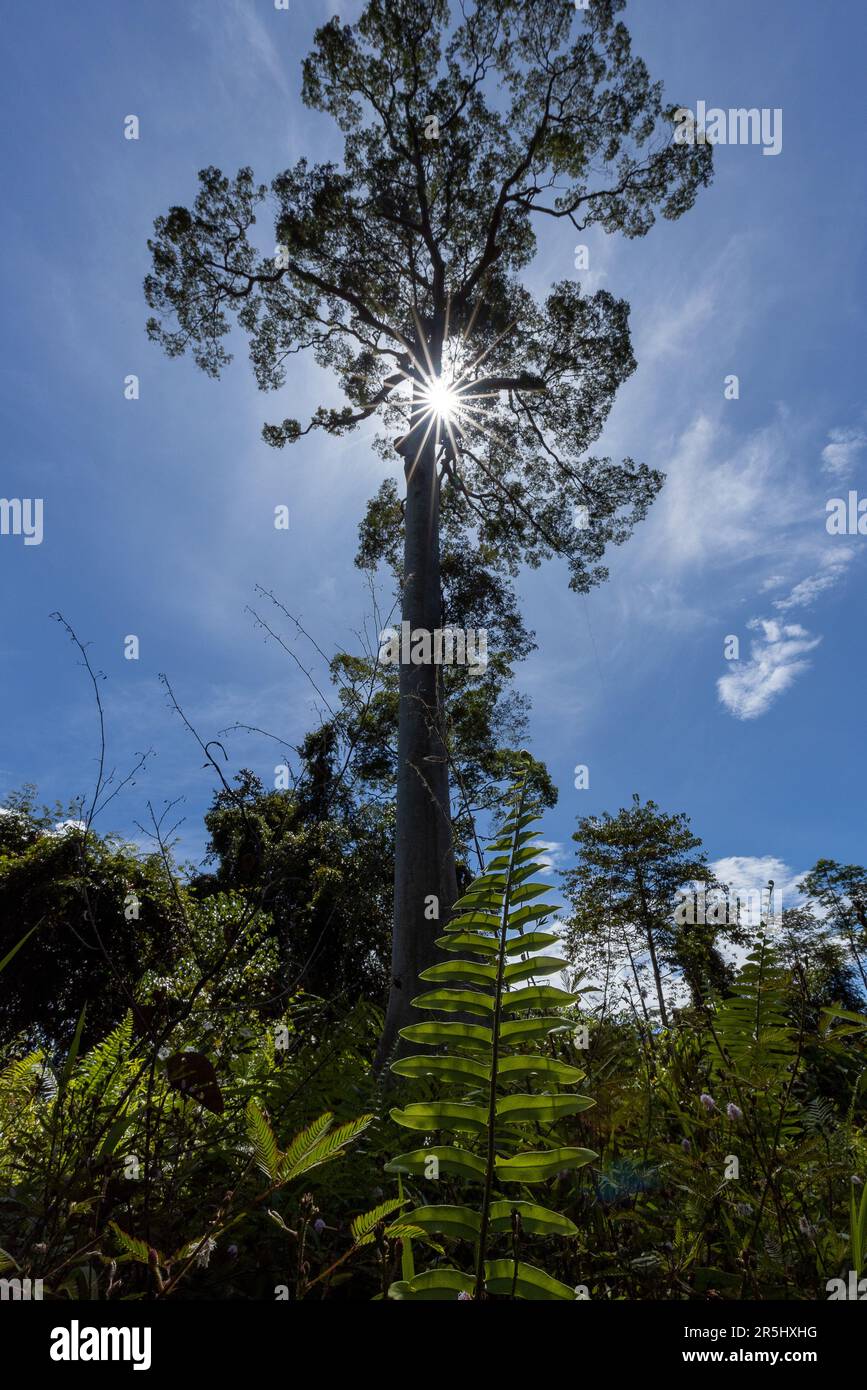 Buildmbees hi-res stock photography and images - Alamy