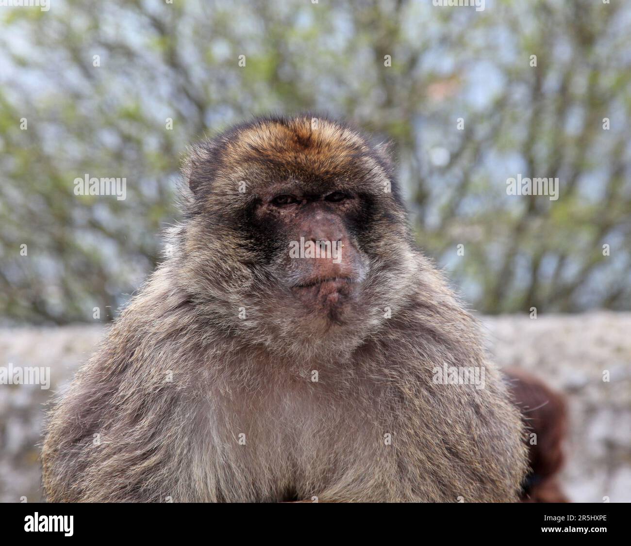 An "Ape of Gibraltar" The Barbary Macaque are a famous attraction in ...
