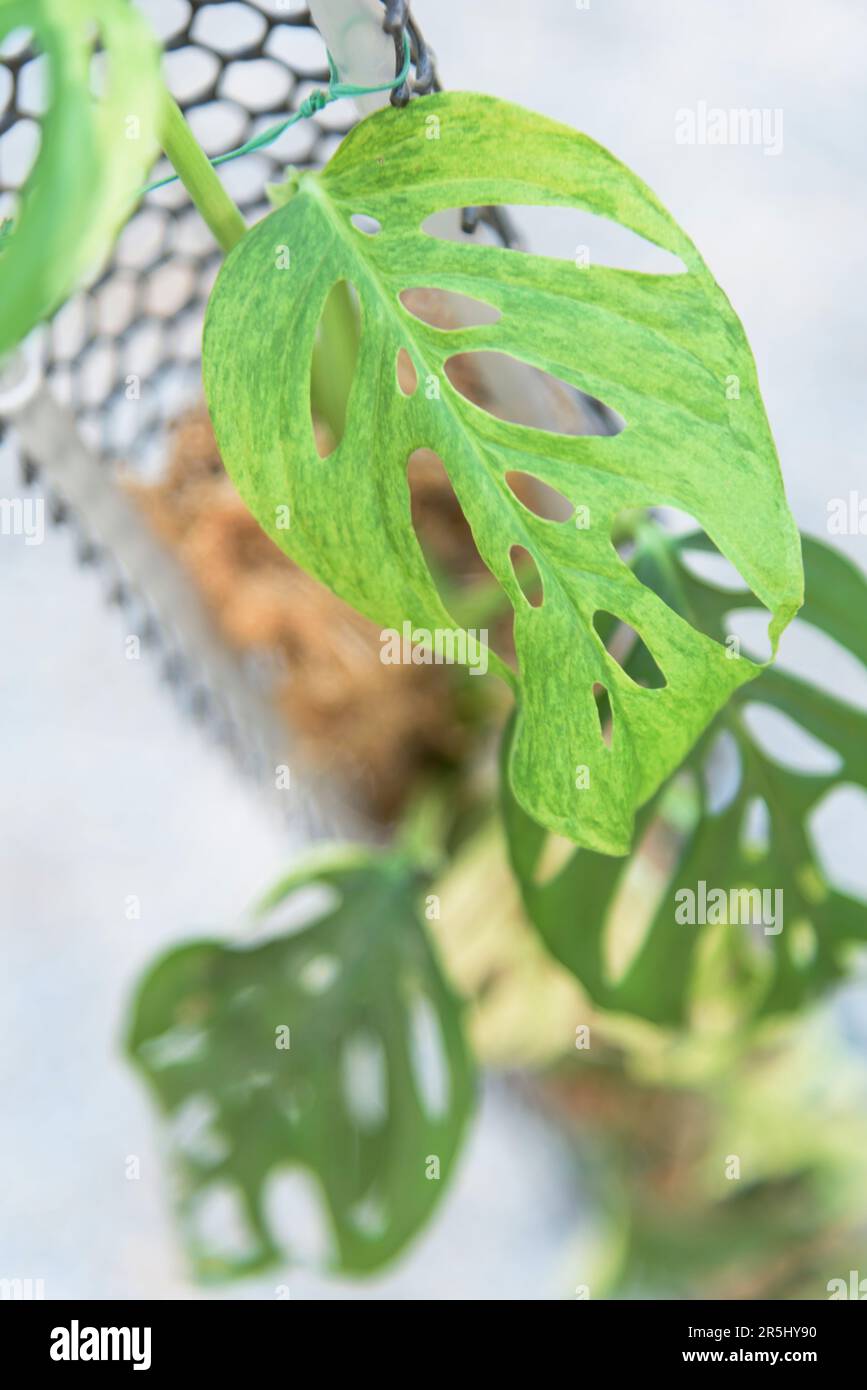 Monstera Acuminata Full mint Varigated in the pot - swiss cheese mint ...