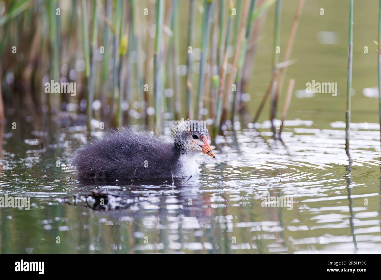 Juvenile Coot [ Fulica Atra ] on pond with partial reflection Stock ...