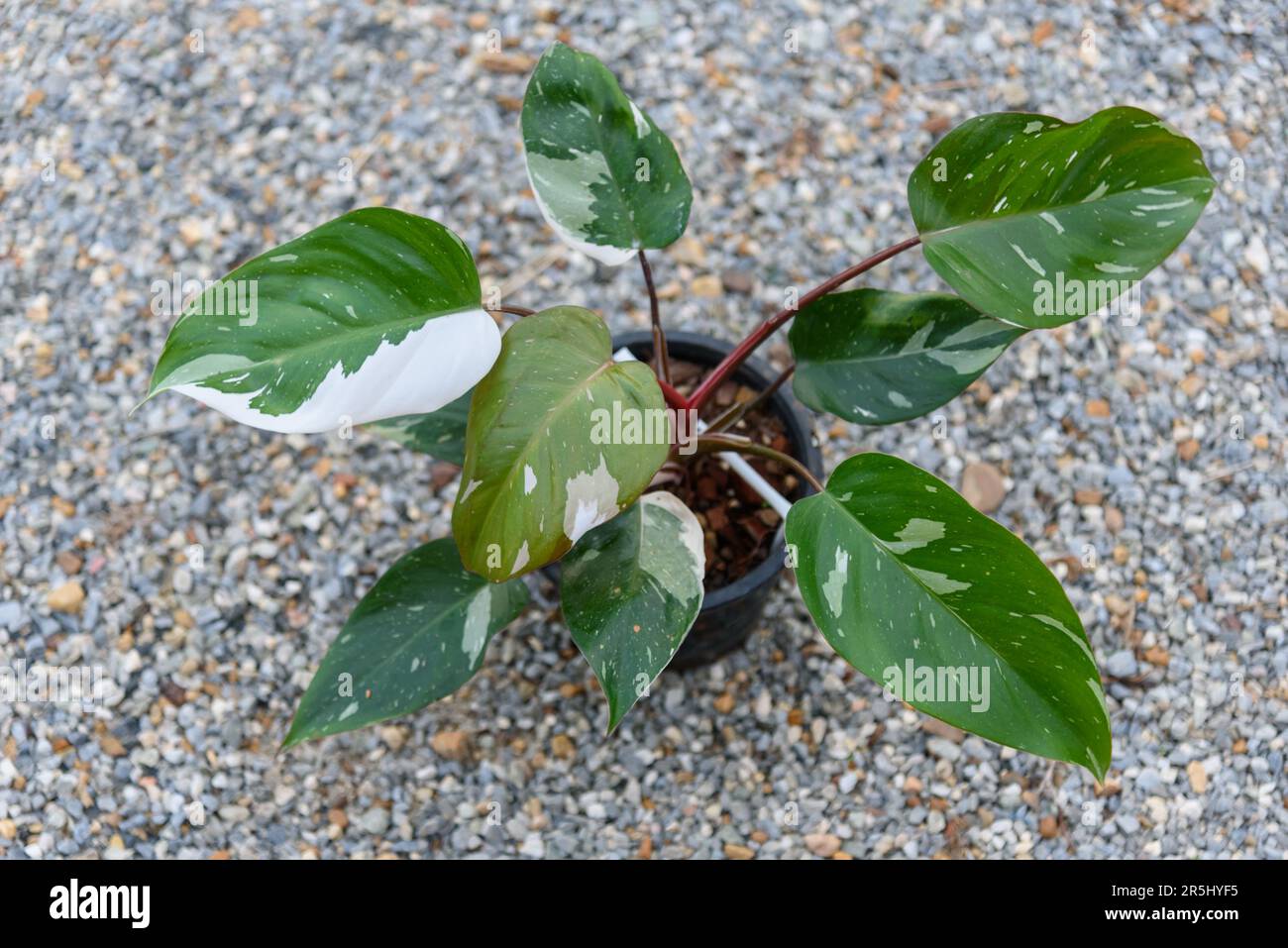 Philodendron red anderson hi-res stock photography and images - Alamy