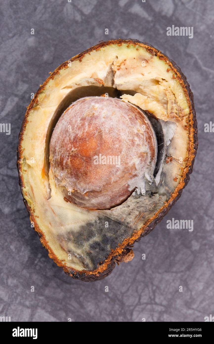 Inedible avocado with mold on dark wooden background. Unhealthy food ...