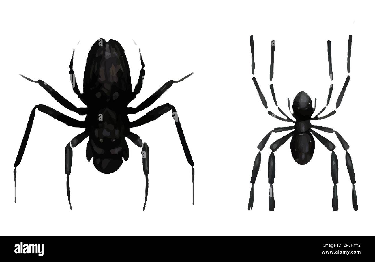 set vector illustration of magic black evil spider halloween concept ...