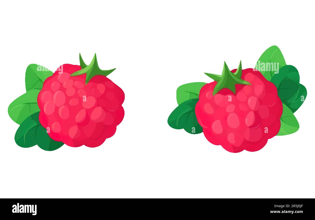 set vector illustration of ripe red berry isolated on white background ...