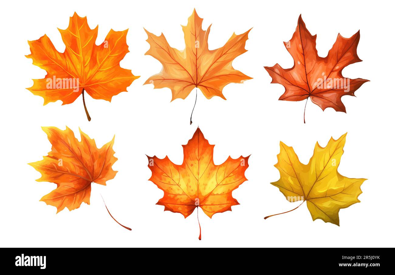 set vector illustration autumn leaf elements isolated on white ...