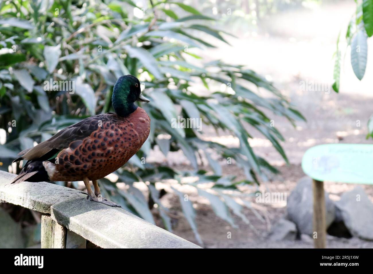 Male Chestnut teal (Anas castanea) sitting on a railing : (pix Sanjiv ...